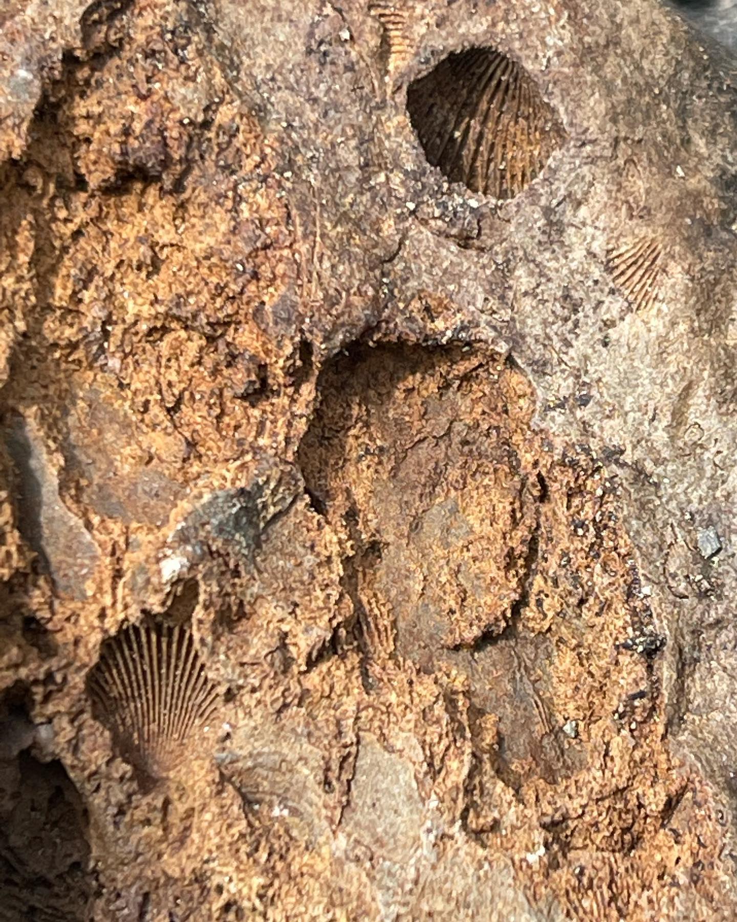 Fossil Finds – Brachiopods in Maine – Paul Maher Jr.